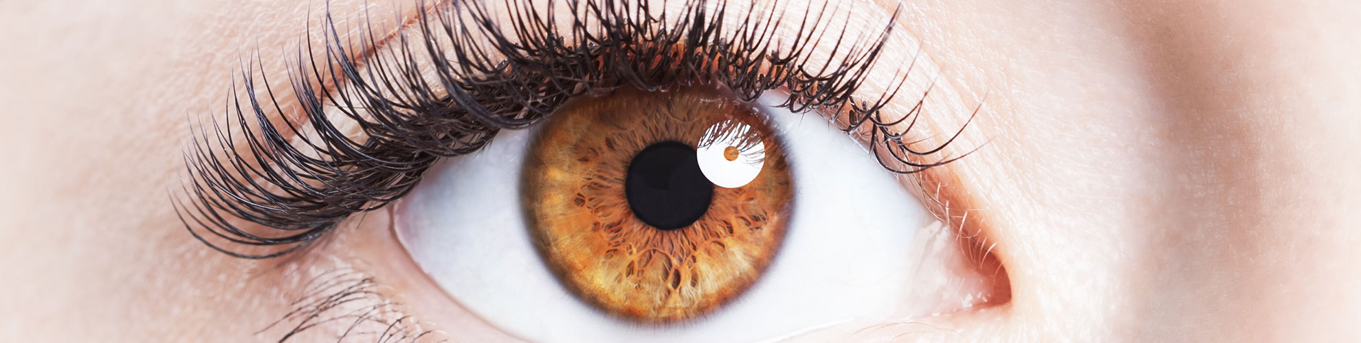 Introduction to the Eye | Optix Eyewear